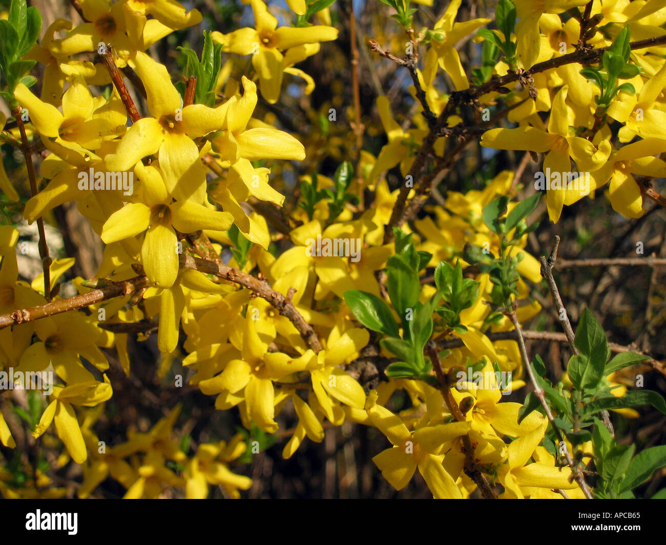 Bright yellow forsythia flowers hi-res stock photography and images - Alamy