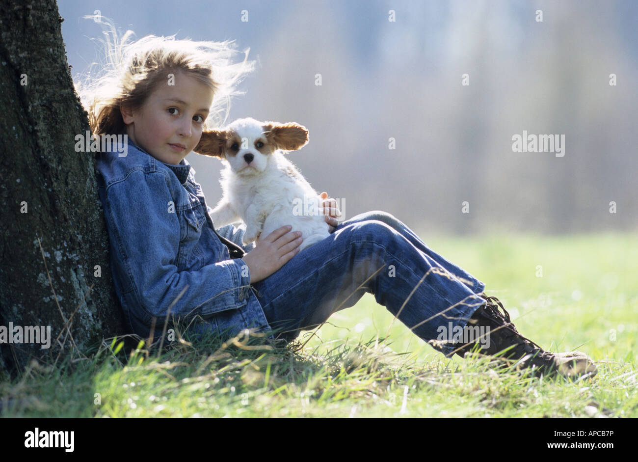 Cavalier King Charles Spaniel (Canis lupus familiaris). Girl sitting ...