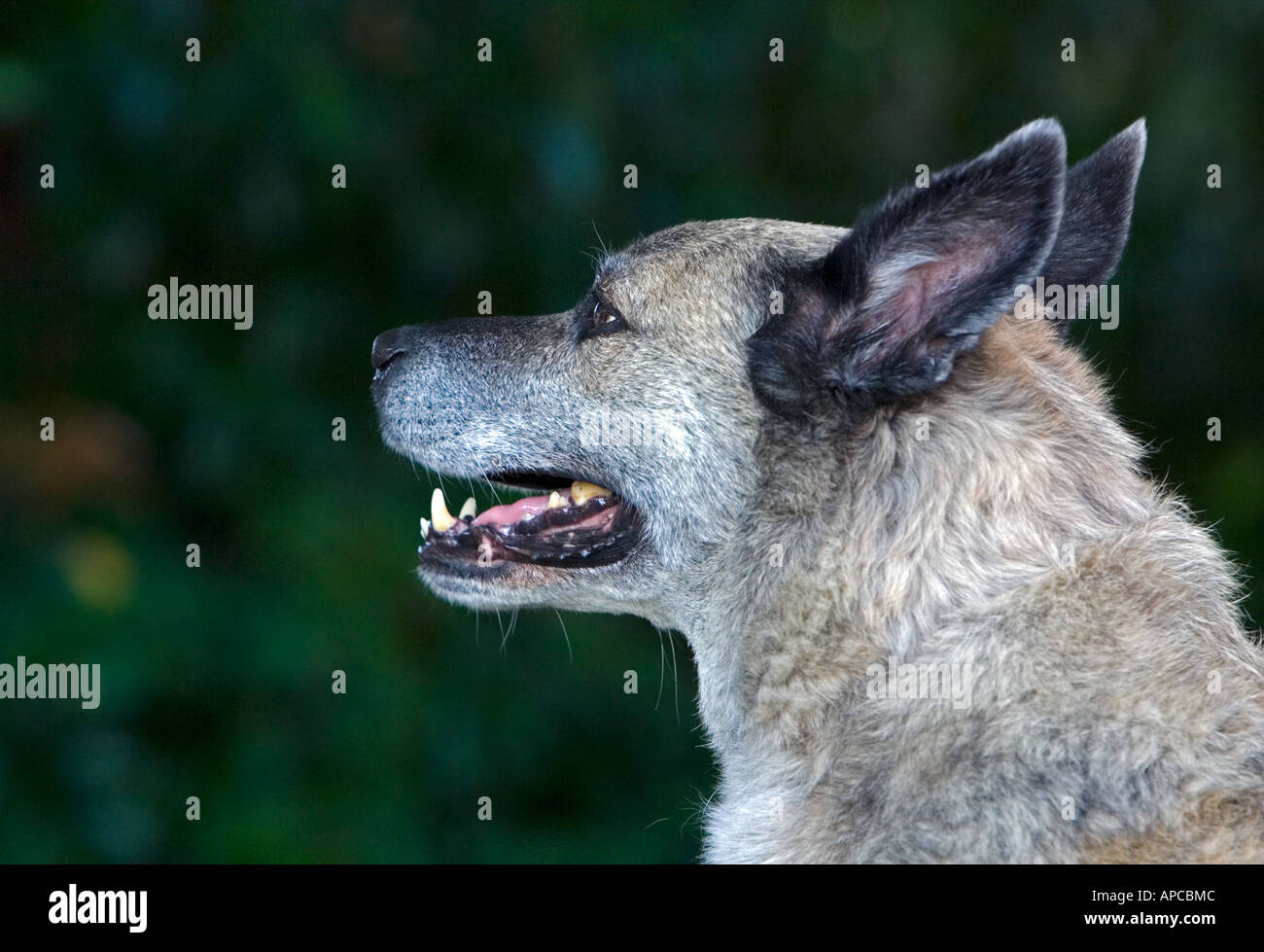 Dog looking left to negative space hi-res stock photography and images ...