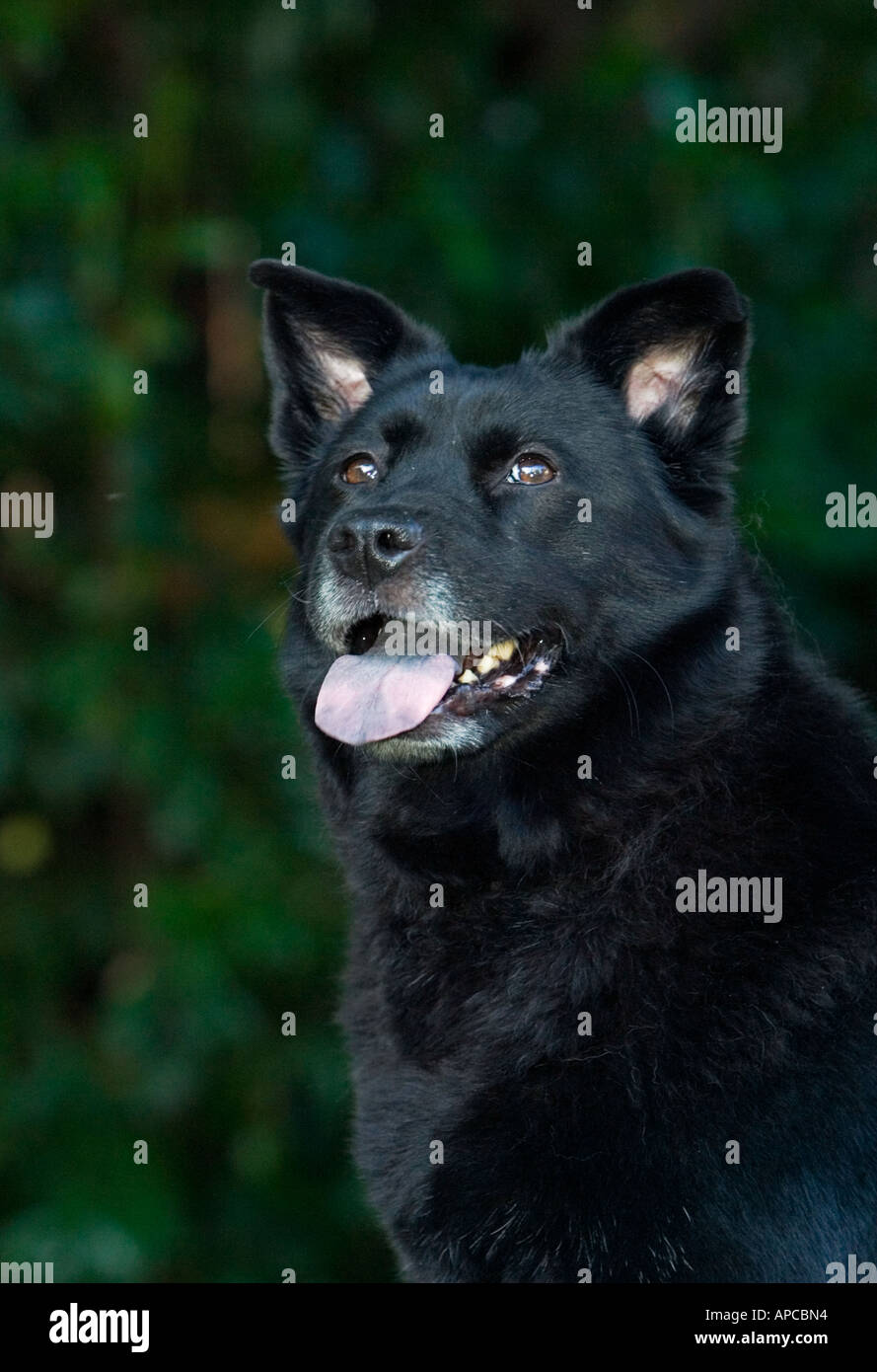 Chow Akita Mixed Breed Dog. Vertical against a dark background. Blue ...