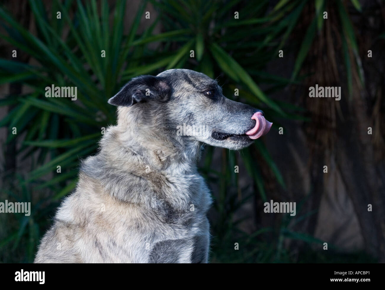 German Shepherd Greyhound Mix