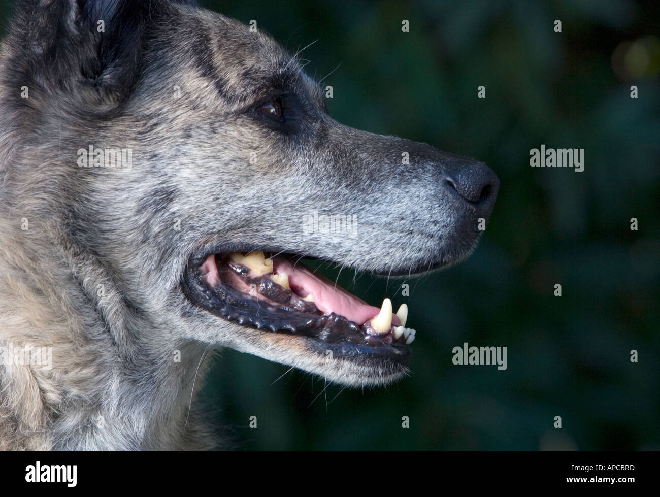 German Shepherd Greyhound Mix