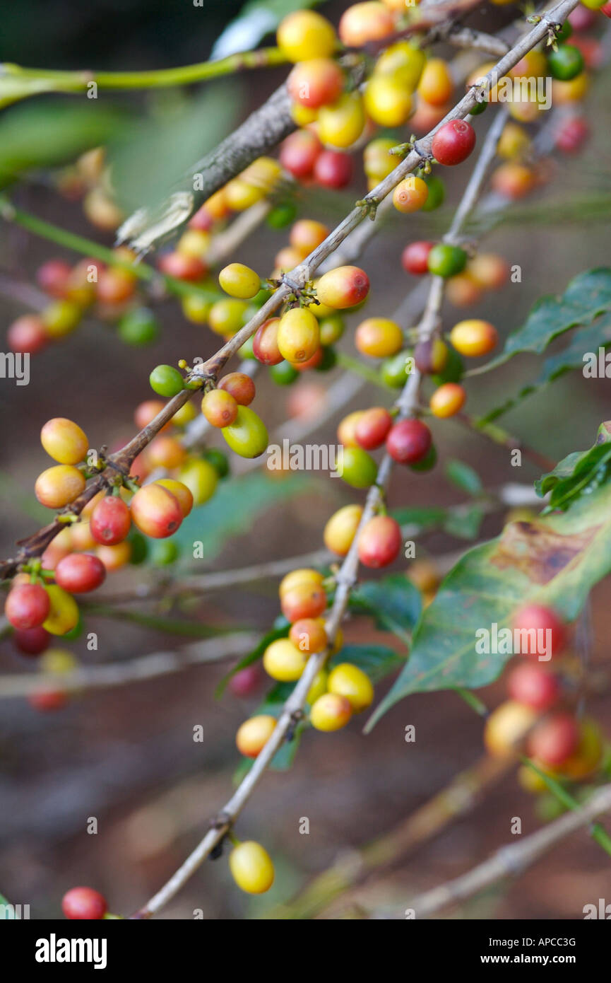 African Coffee Plantation Stock Photo - Alamy