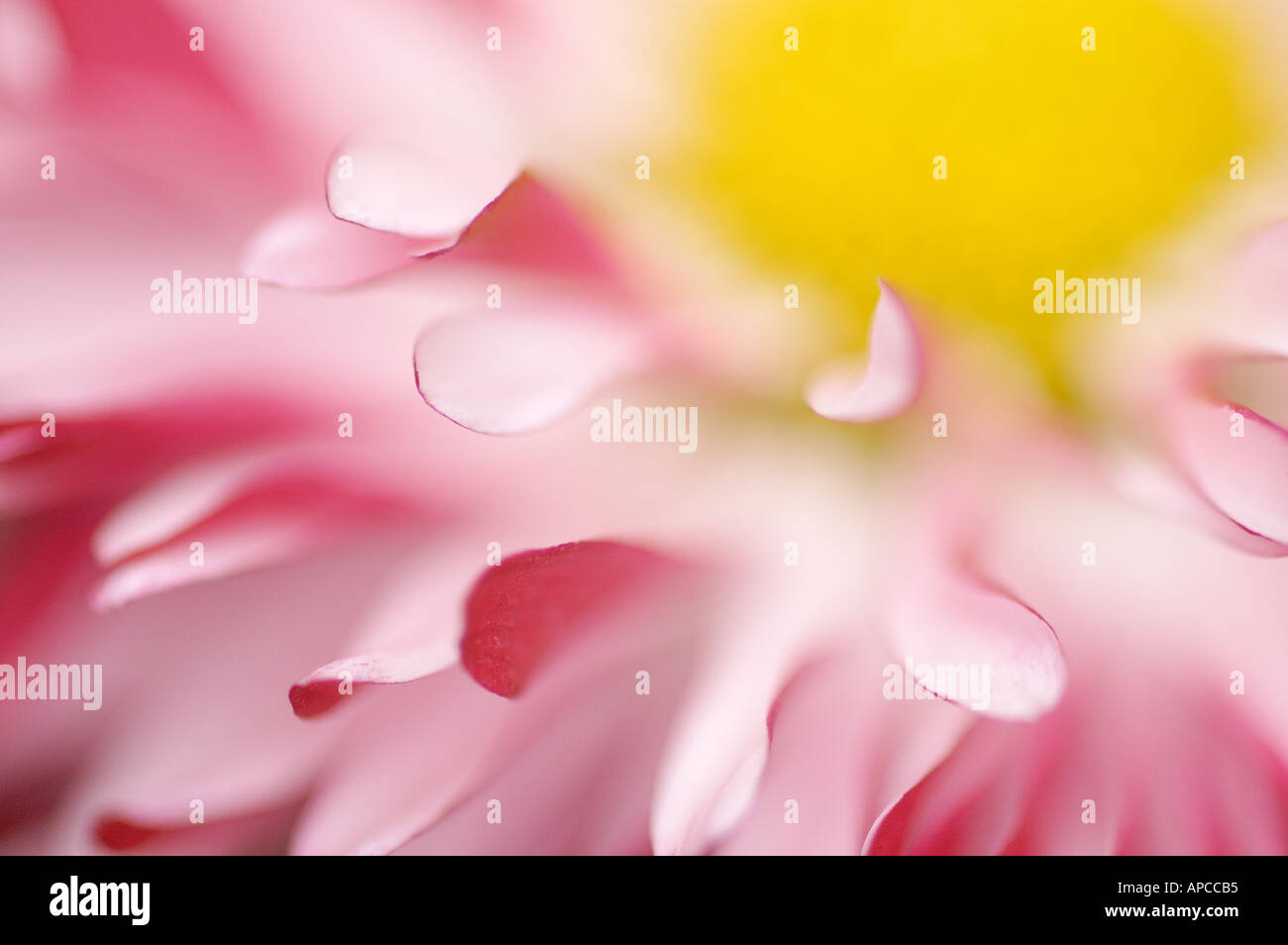 Ornamental Daisy Spring 2004 Stock Photo - Alamy
