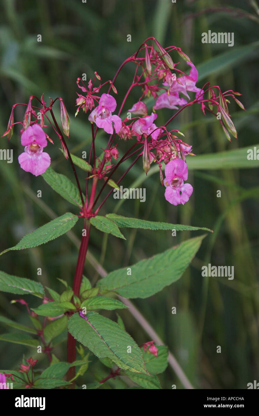 Himalayan or Indian balsam Impatiens glandulifera Stock Photo - Alamy
