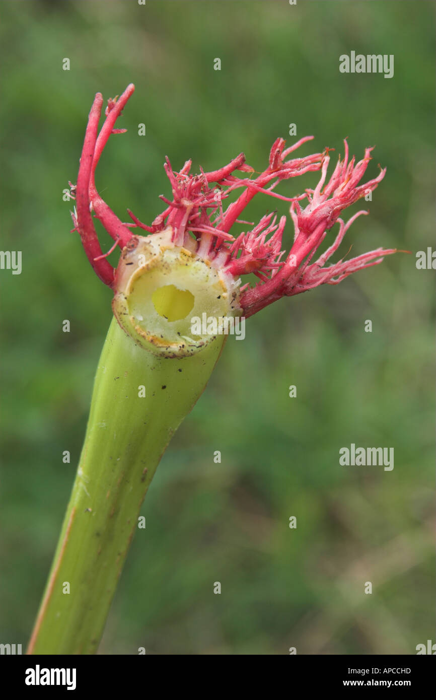 Impatiens glandulifera root hi-res stock photography and images - Alamy