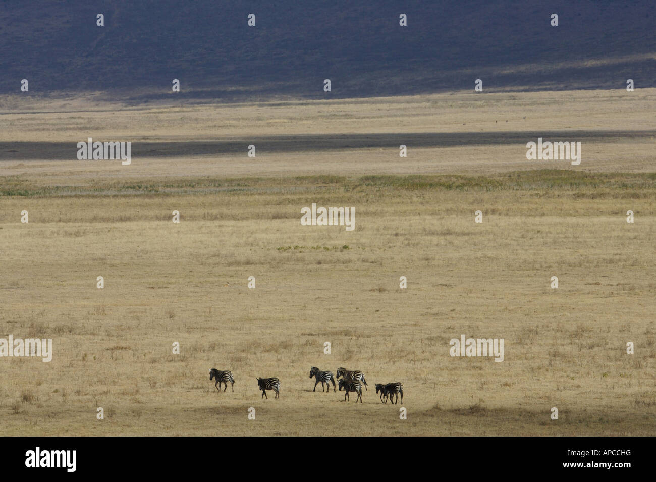 Ngorongoro Crater WIldlife Stock Photo - Alamy