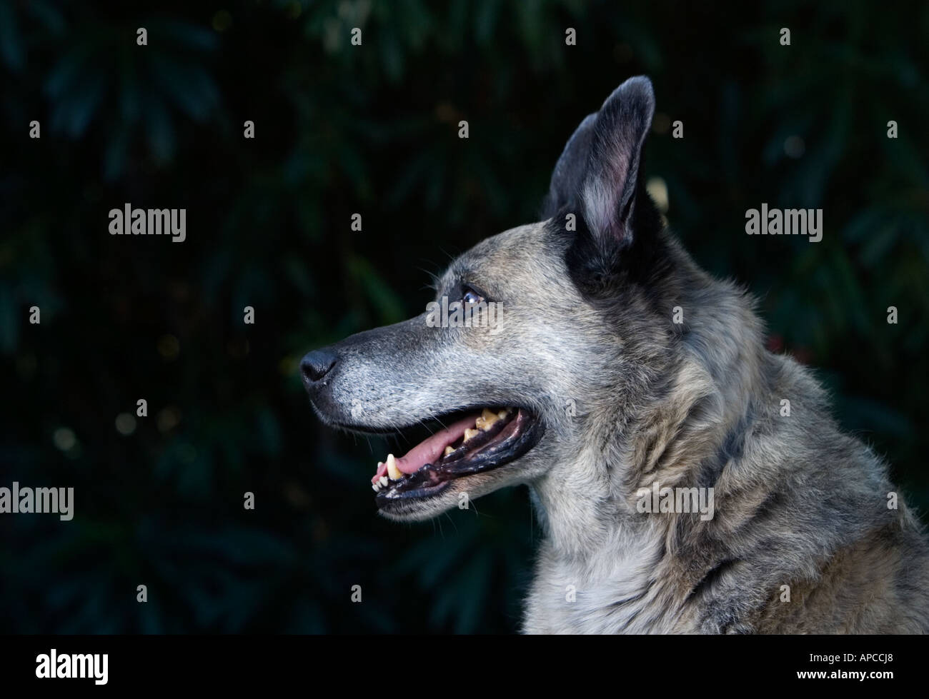 German Shepherd Greyhound Mix