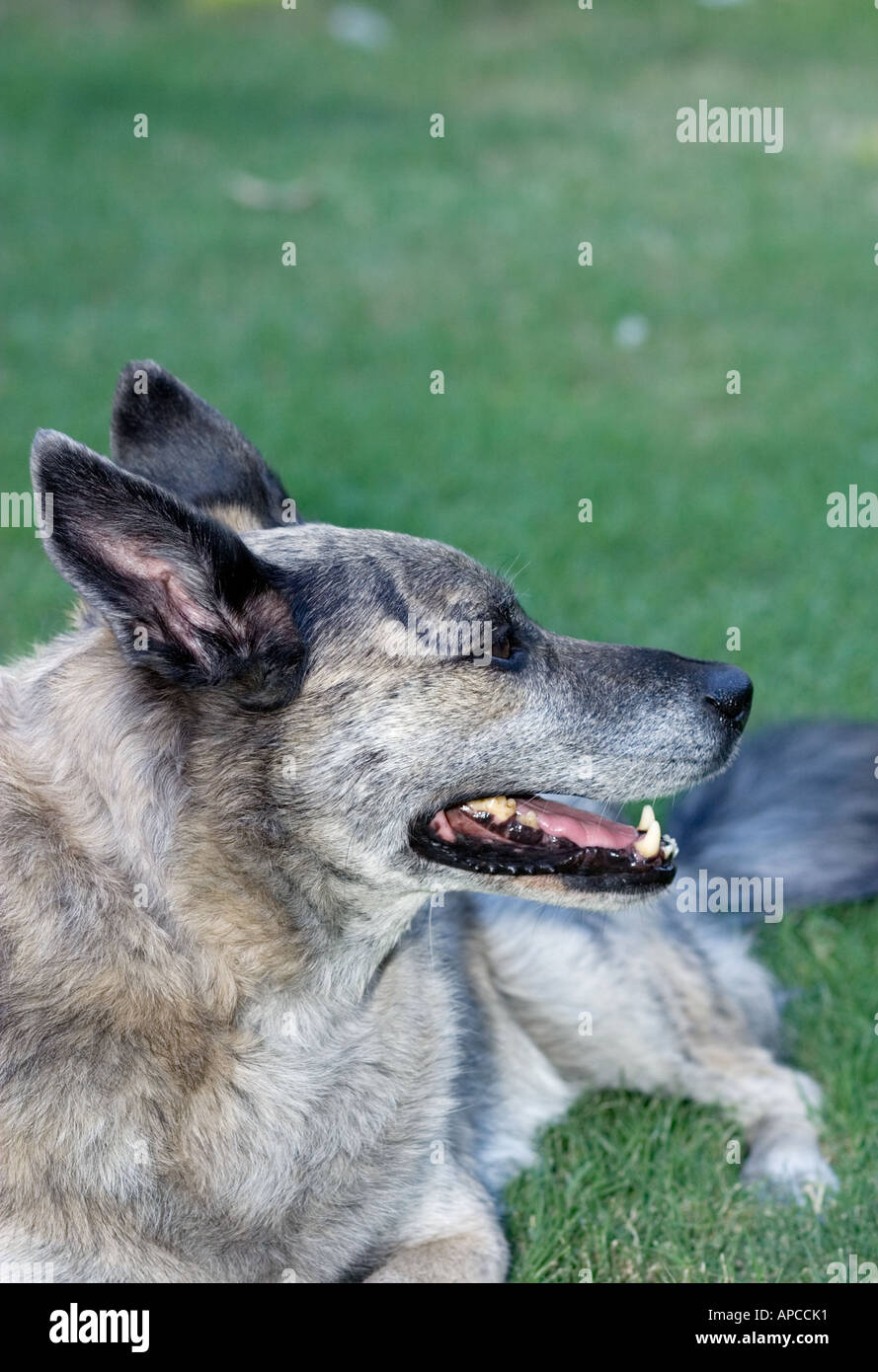 German Shepherd and Greyhound Mixed Breed Dog Laying on green grass ...