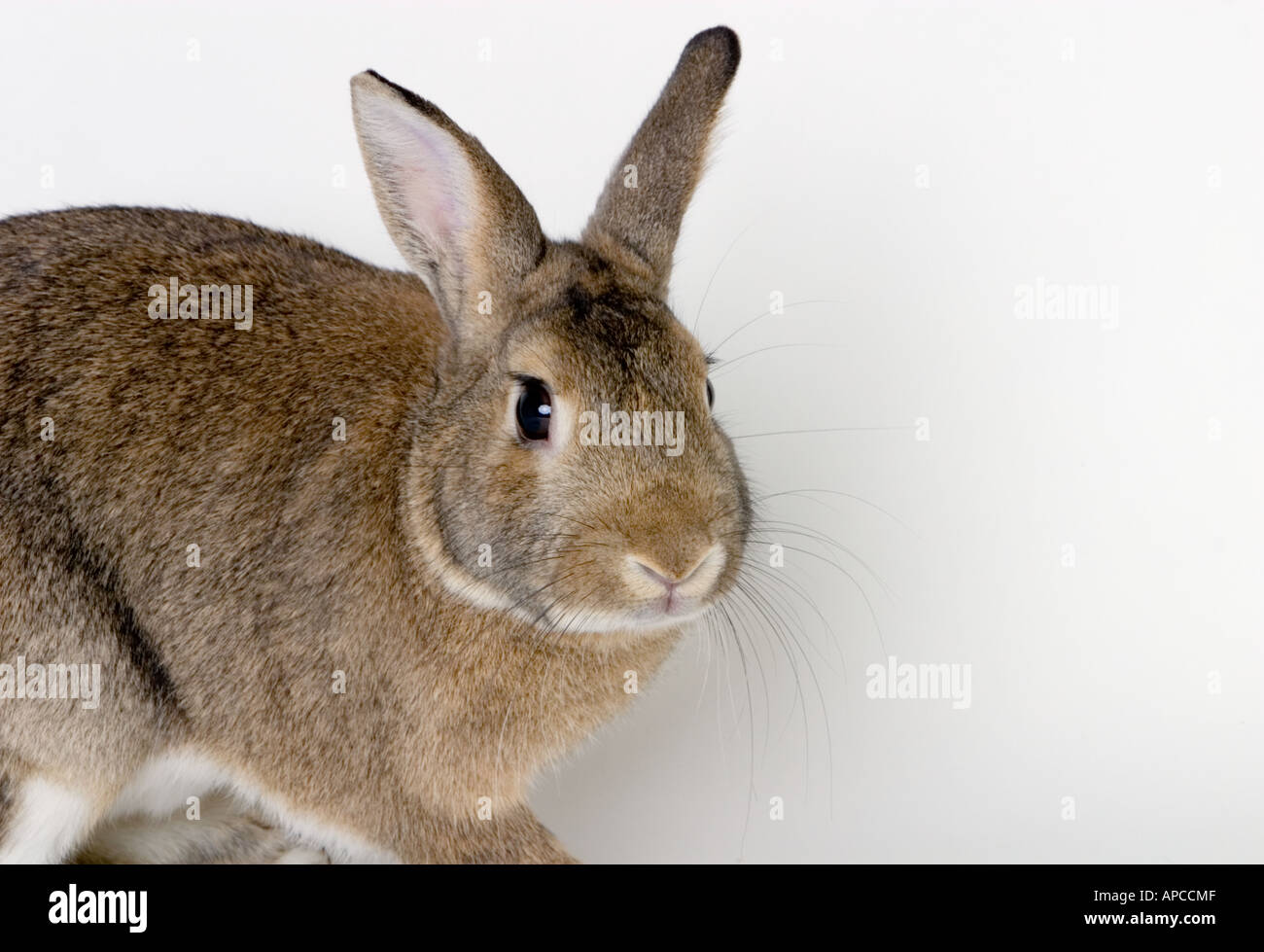 Hare rabbit bunny face hi-res stock photography and images - Alamy