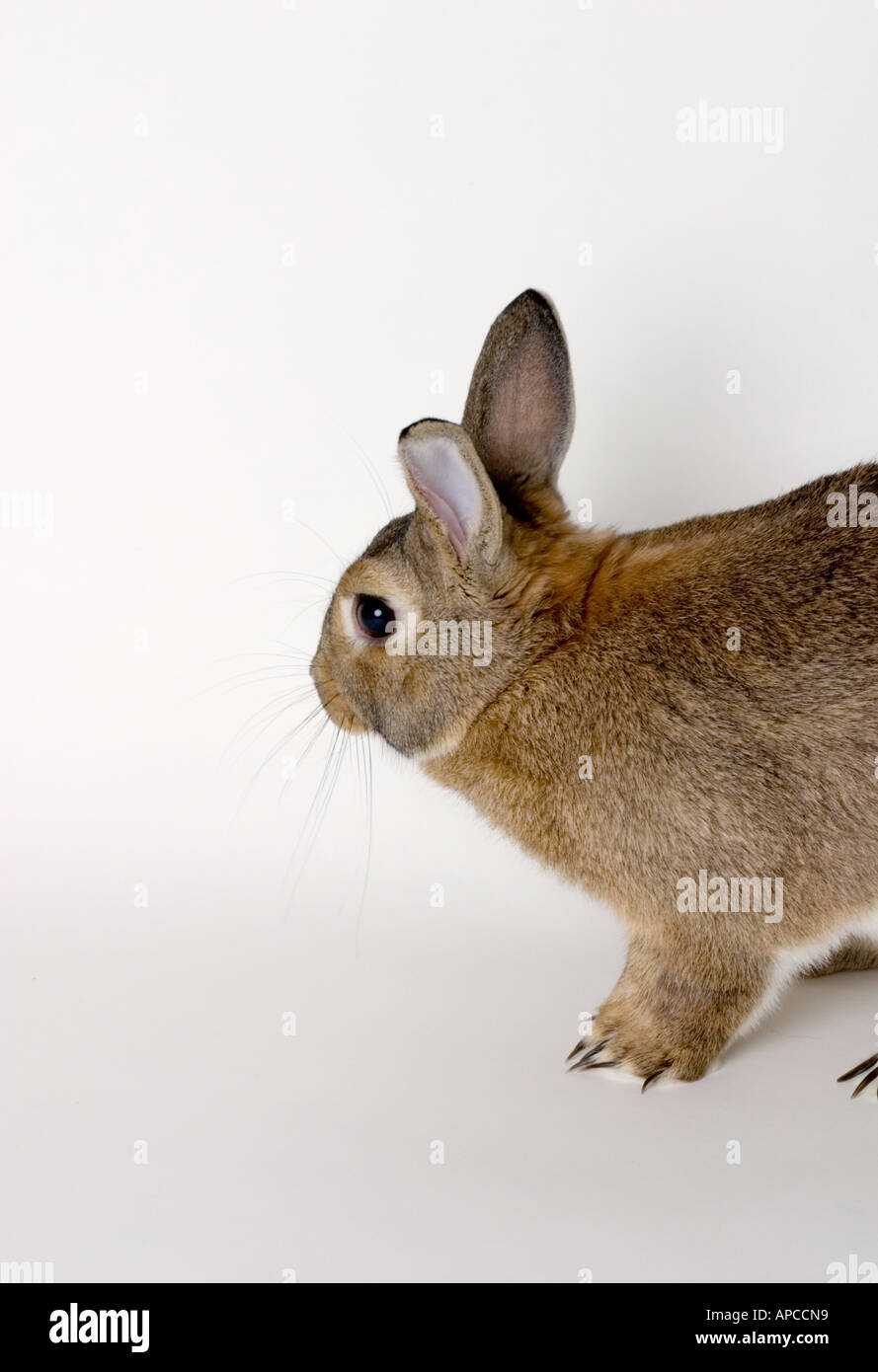 Domestic Pet Rabbit In Studio Setting. Vertical with negative space ...