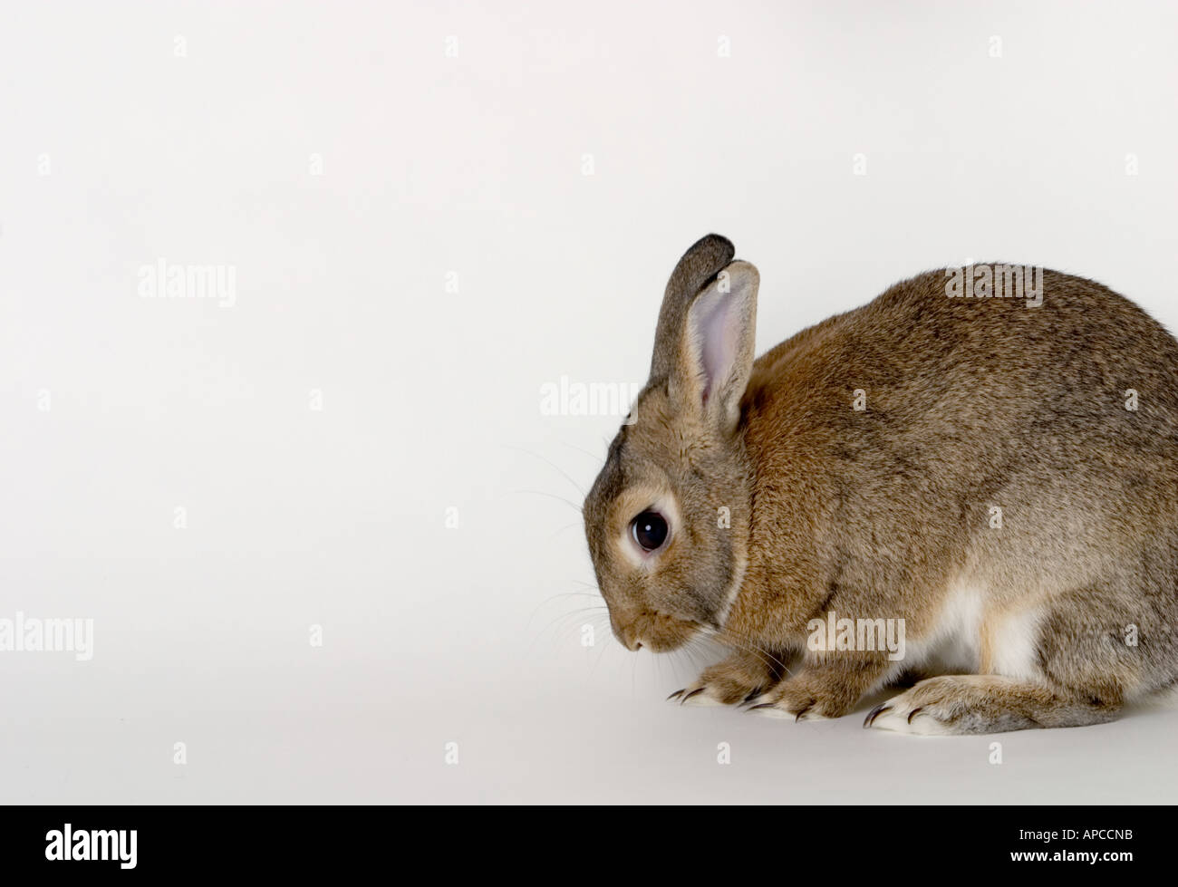 Growing incisor teeth hi-res stock photography and images - Alamy