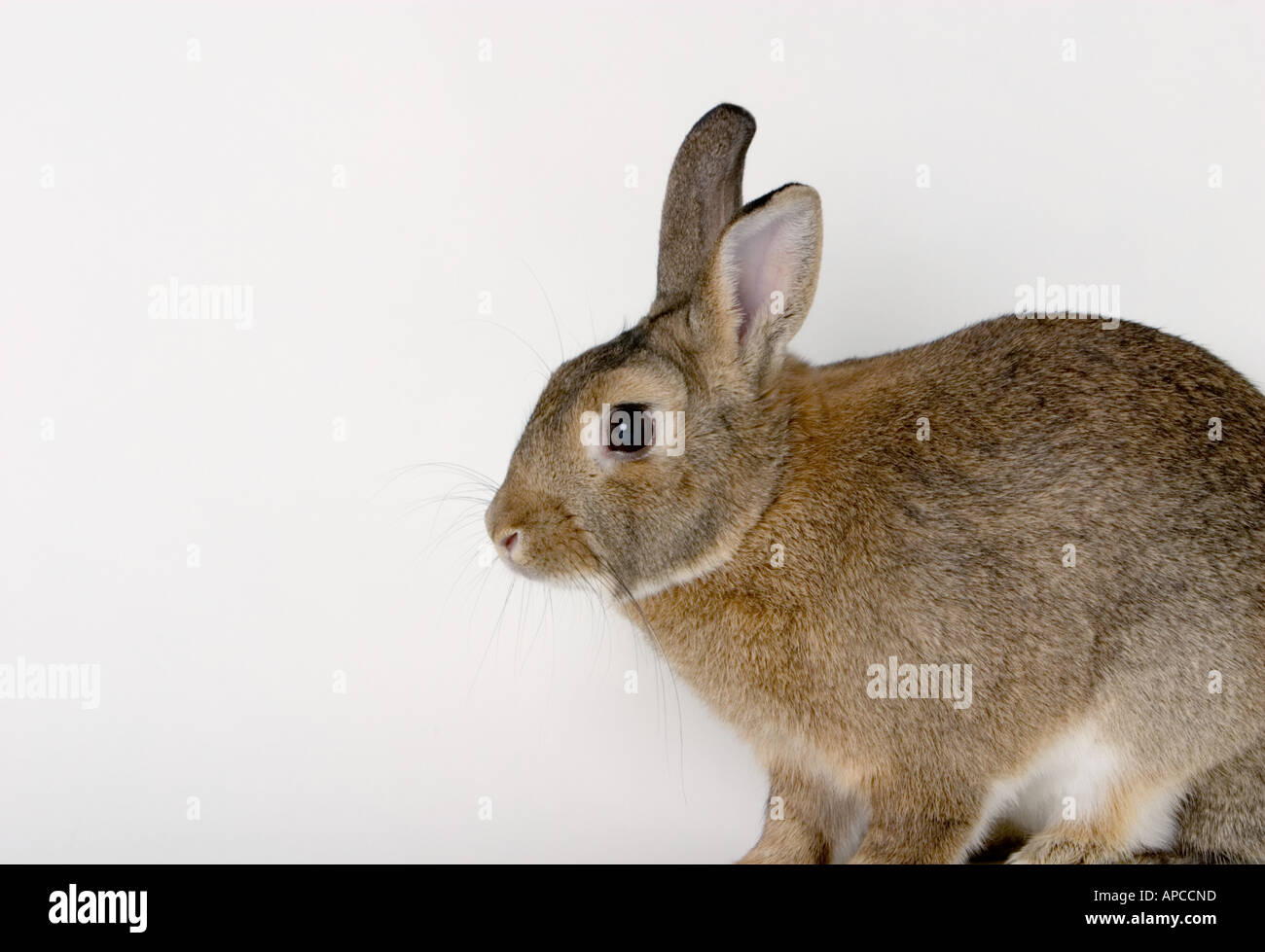 Domestic Pet Rabbit In Studio Setting, side view facing left Stock ...