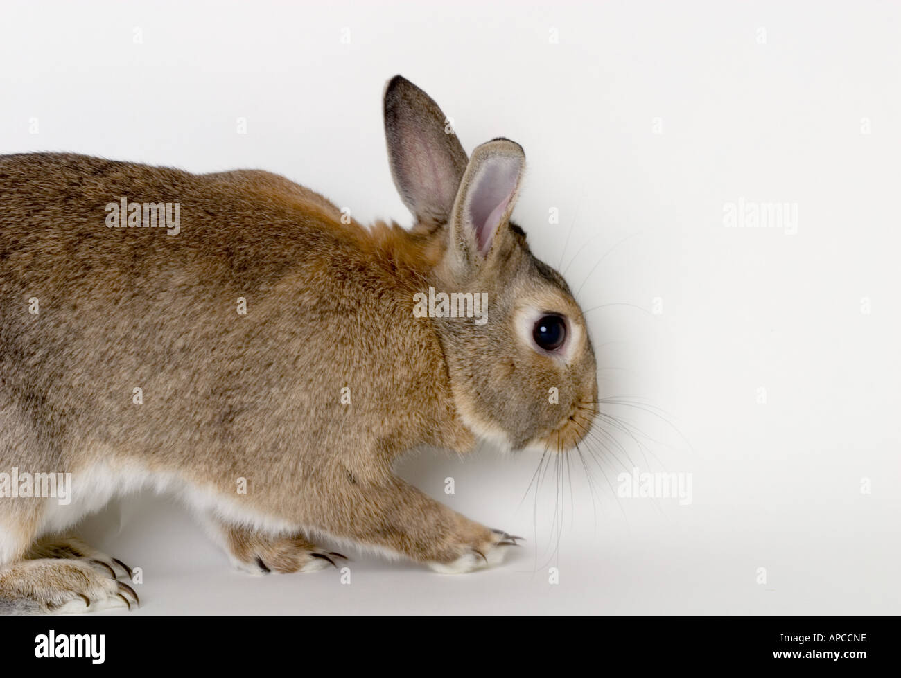 Domestic Pet Rabbit In Studio Setting, side view walking left to right ...