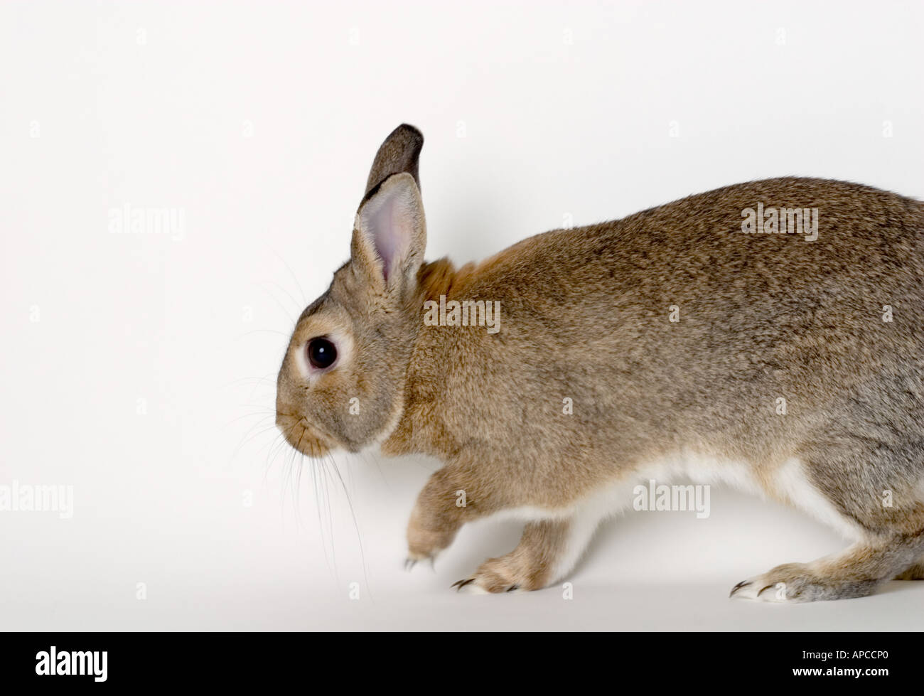 Right hind paw hi-res stock photography and images - Alamy