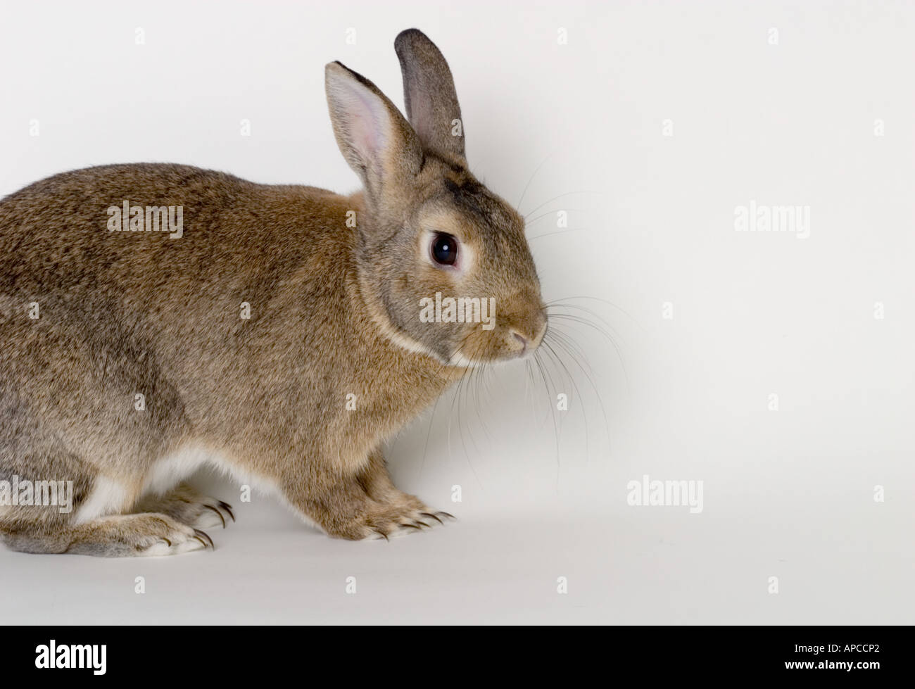 Ever young studio hi-res stock photography and images - Alamy