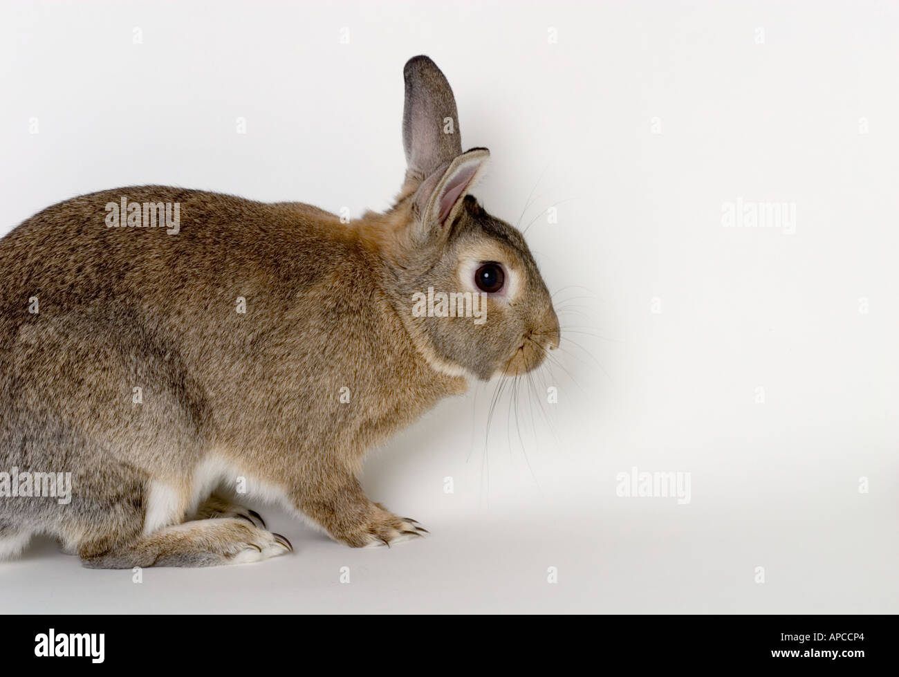 Domestic Pet Rabbit In Studio Setting, Vertical, side view ears ...