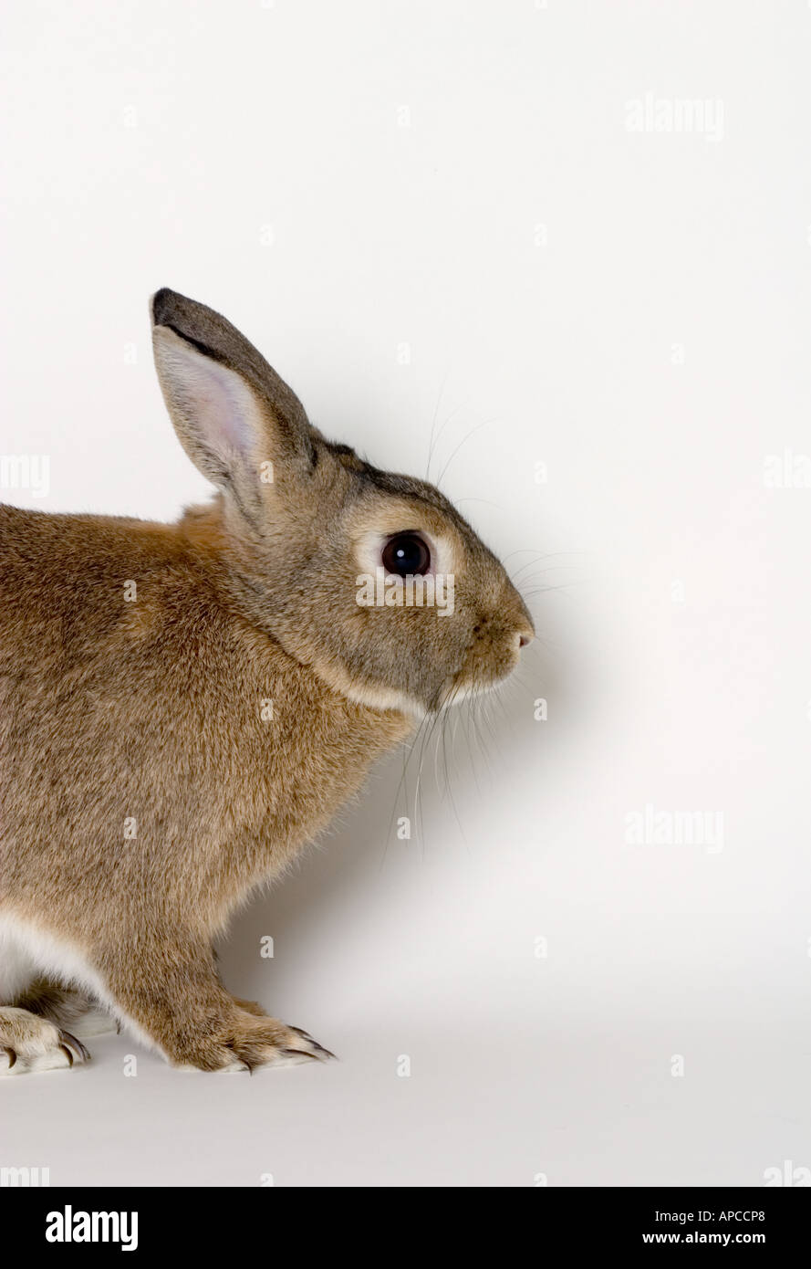 Domestic Pet Rabbit In Studio Setting, Vertical, side view, very cute ...