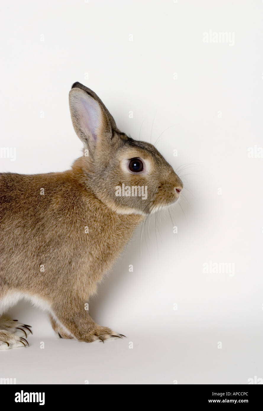 Domestic Pet Rabbit In Studio Setting, Vertical, side view standing ...