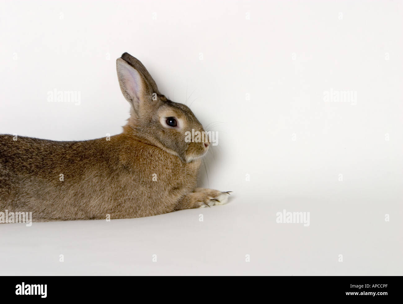 Growing incisor teeth hi-res stock photography and images - Alamy