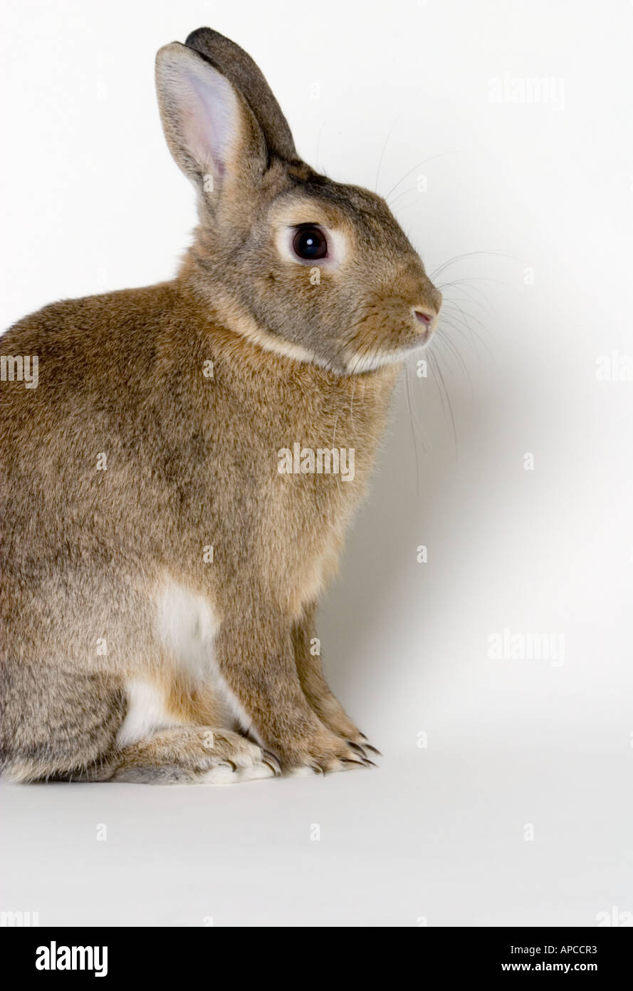Domestic Pet Rabbit In Studio Setting, Vertical, side view Stock Photo ...