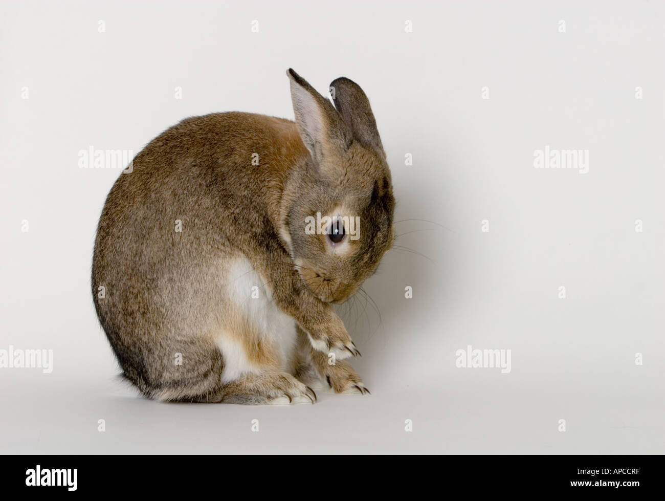 Domestic Pet Rabbit In Studio Setting, Horizontal, side view licking ...