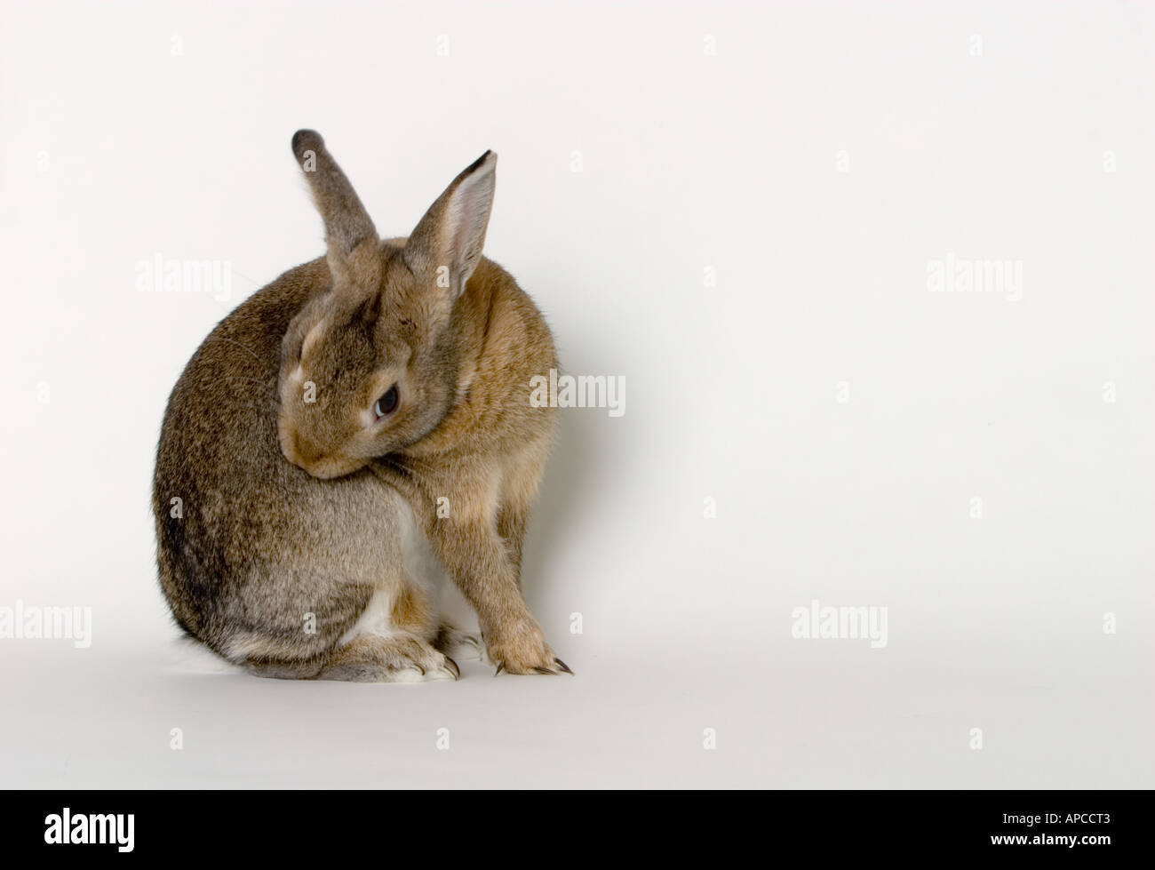 Rabbit thigh hi-res stock photography and images - Alamy