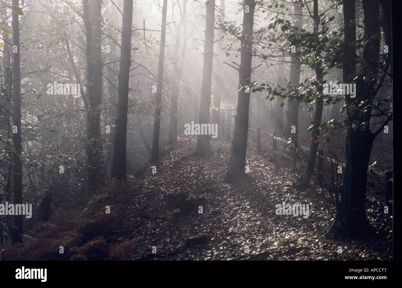 Esher Surrey England High Resolution Stock Photography and Images - Alamy