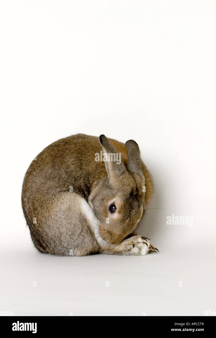 Domestic Pet Rabbit In Studio Setting, Vertical, side view full body ...
