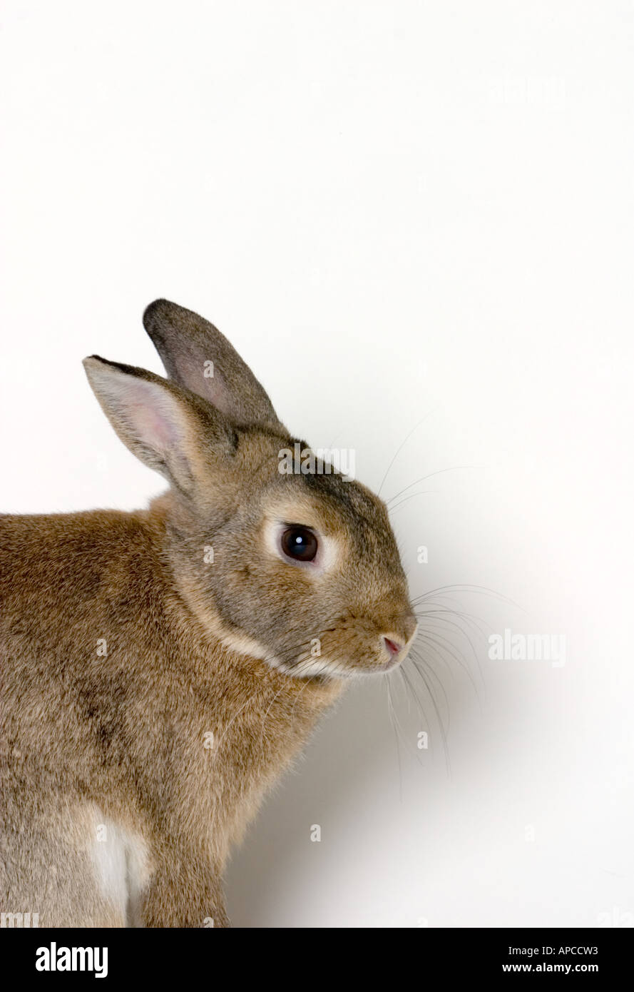 Domestic Pet Rabbit In Studio Setting, Vertical, side view Stock Photo ...