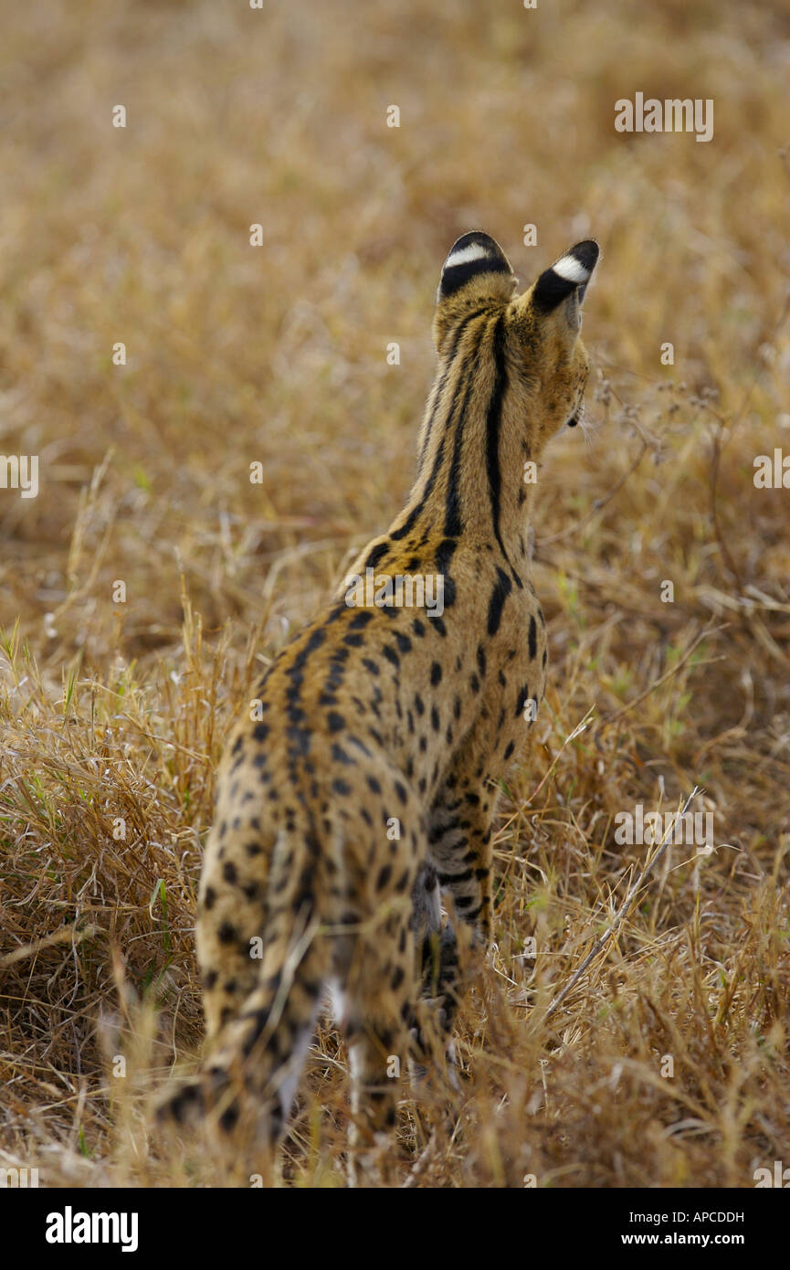 African Serval Cat Stock Photo - Alamy