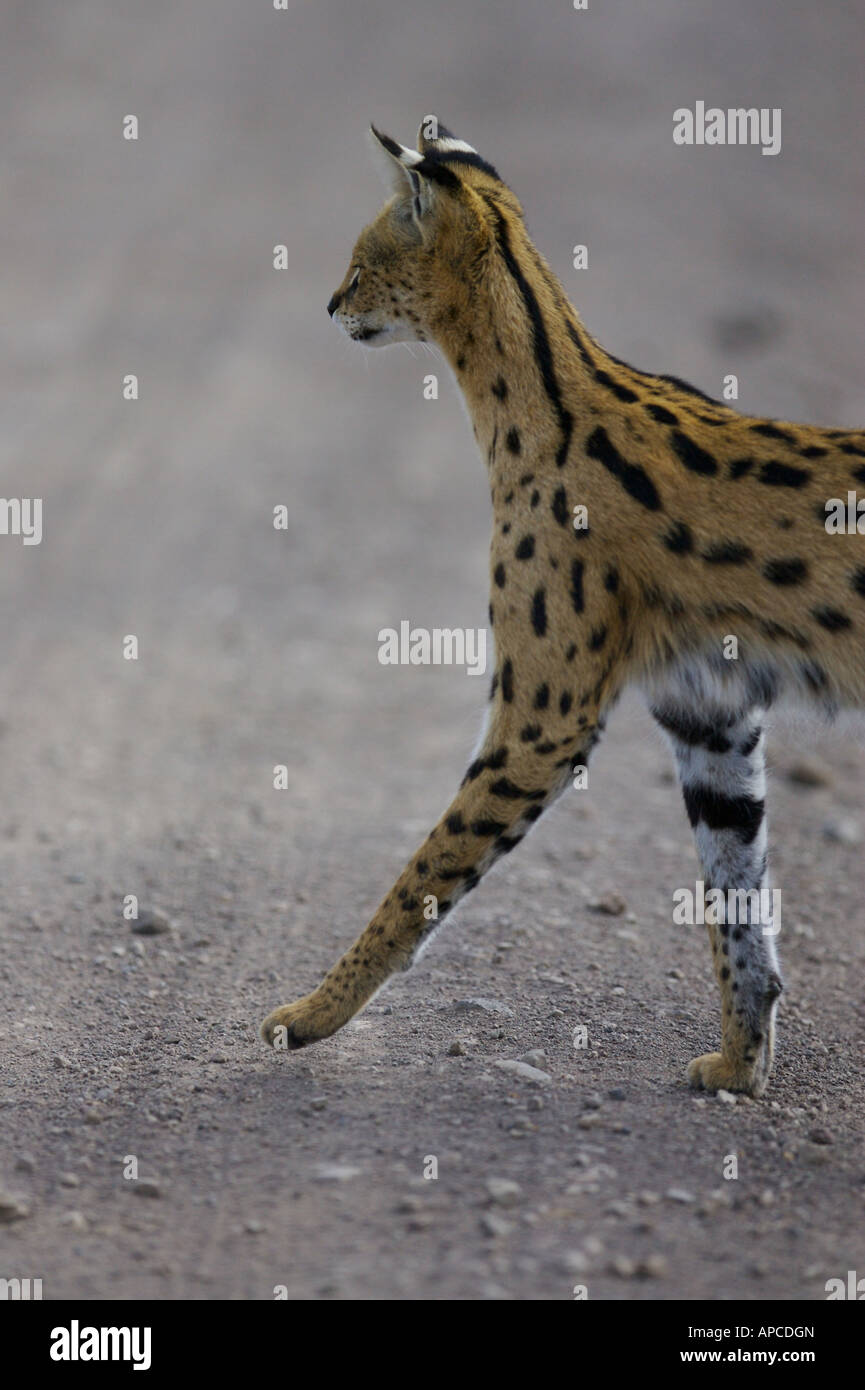 African Serval Cat Stock Photo - Alamy