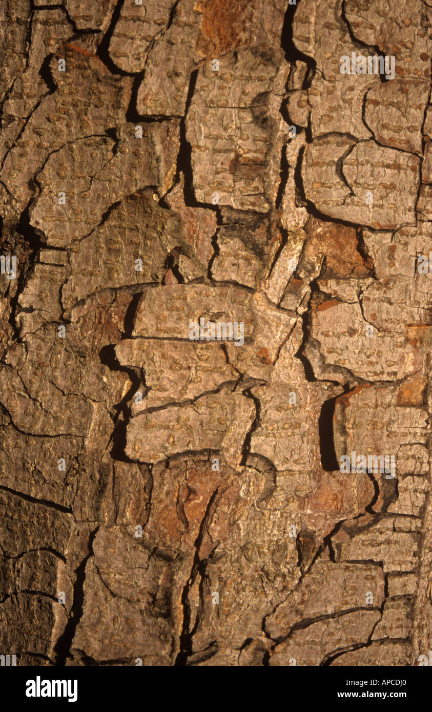 Chestnut tree bark hi-res stock photography and images - Alamy