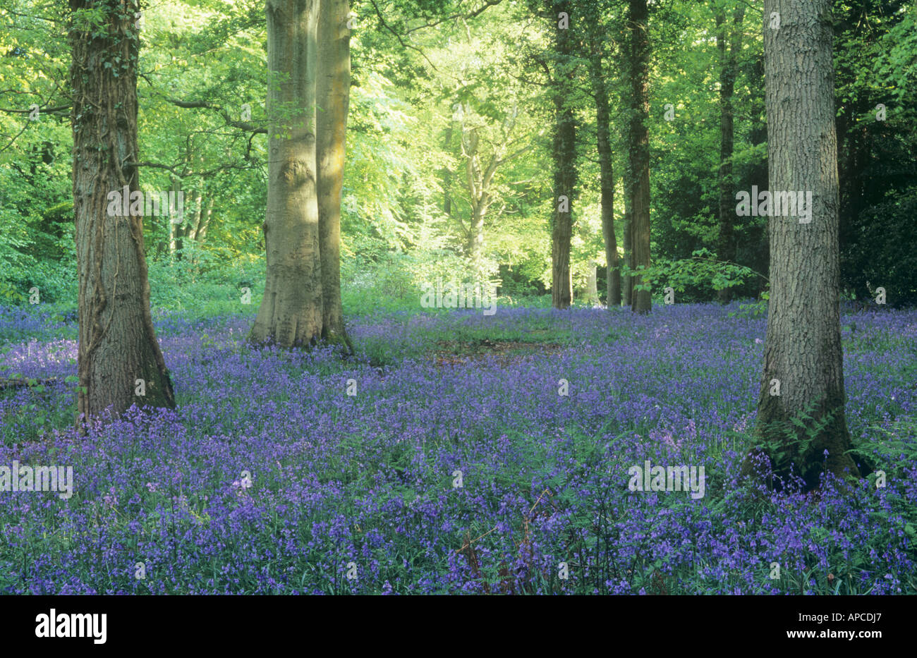 Bluebell wood staffhurst wood nature hi-res stock photography and ...