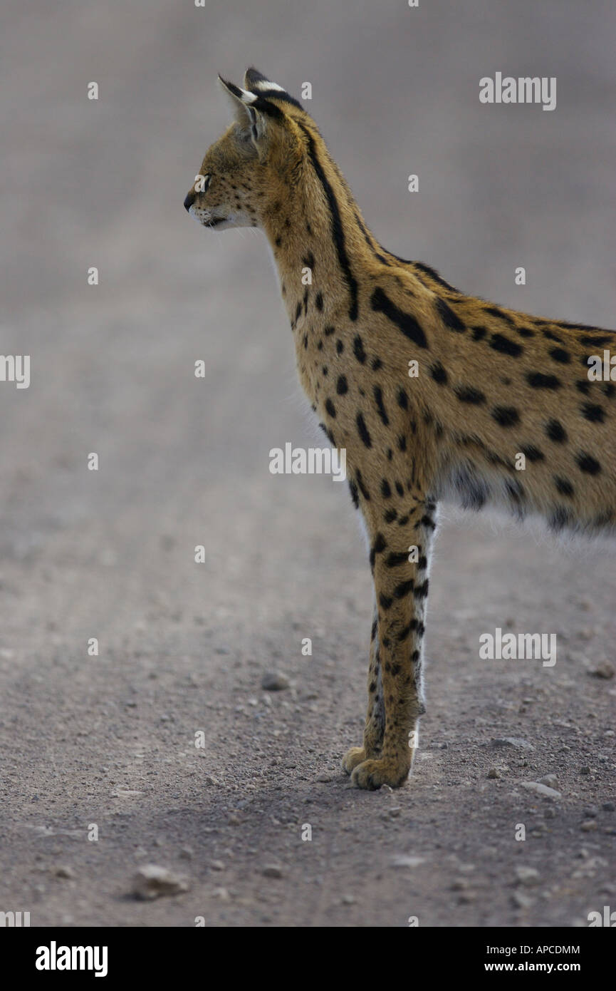 African Serval Cat Stock Photo - Alamy