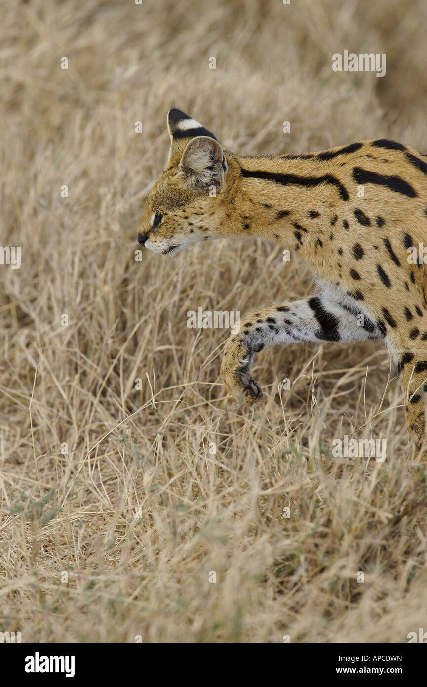 African Serval Cat Stock Photo - Alamy