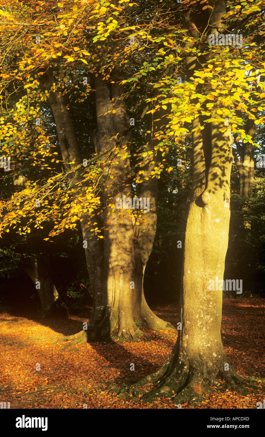 Rufus stone in the new forest near brook hi-res stock photography and ...