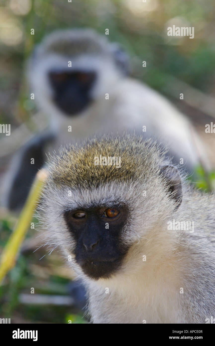 Ngorongoro crater vervet monkey hi-res stock photography and images - Alamy