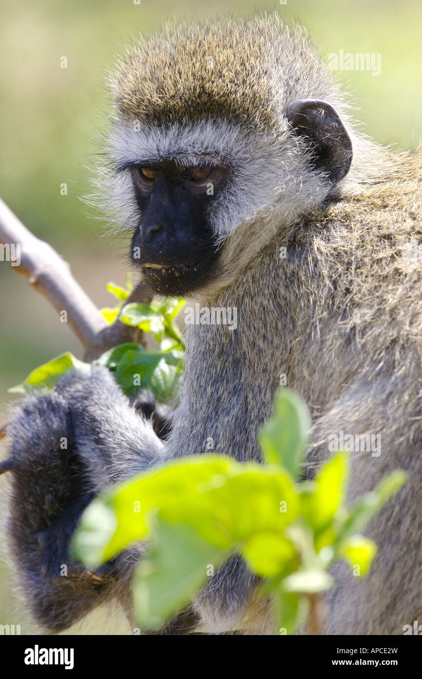 African Vervet Monkey Stock Photo - Alamy
