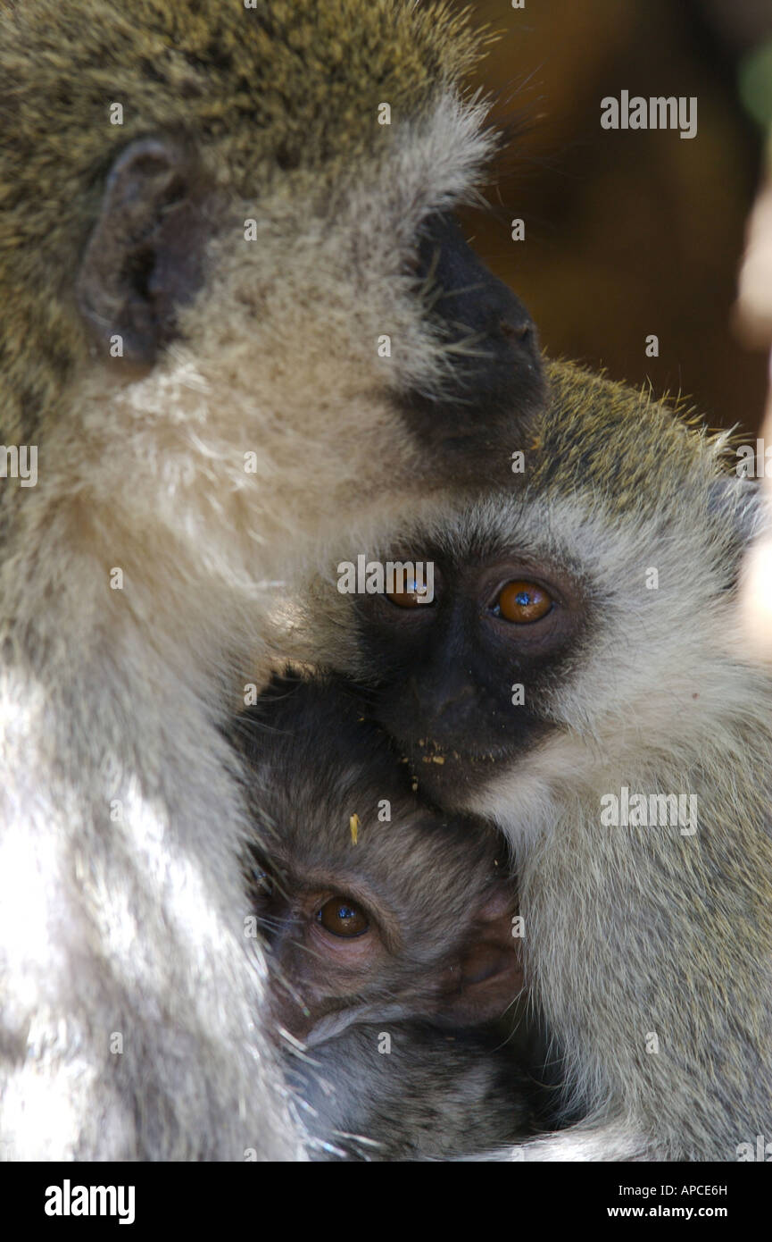 African Vervet Monkey Stock Photo - Alamy