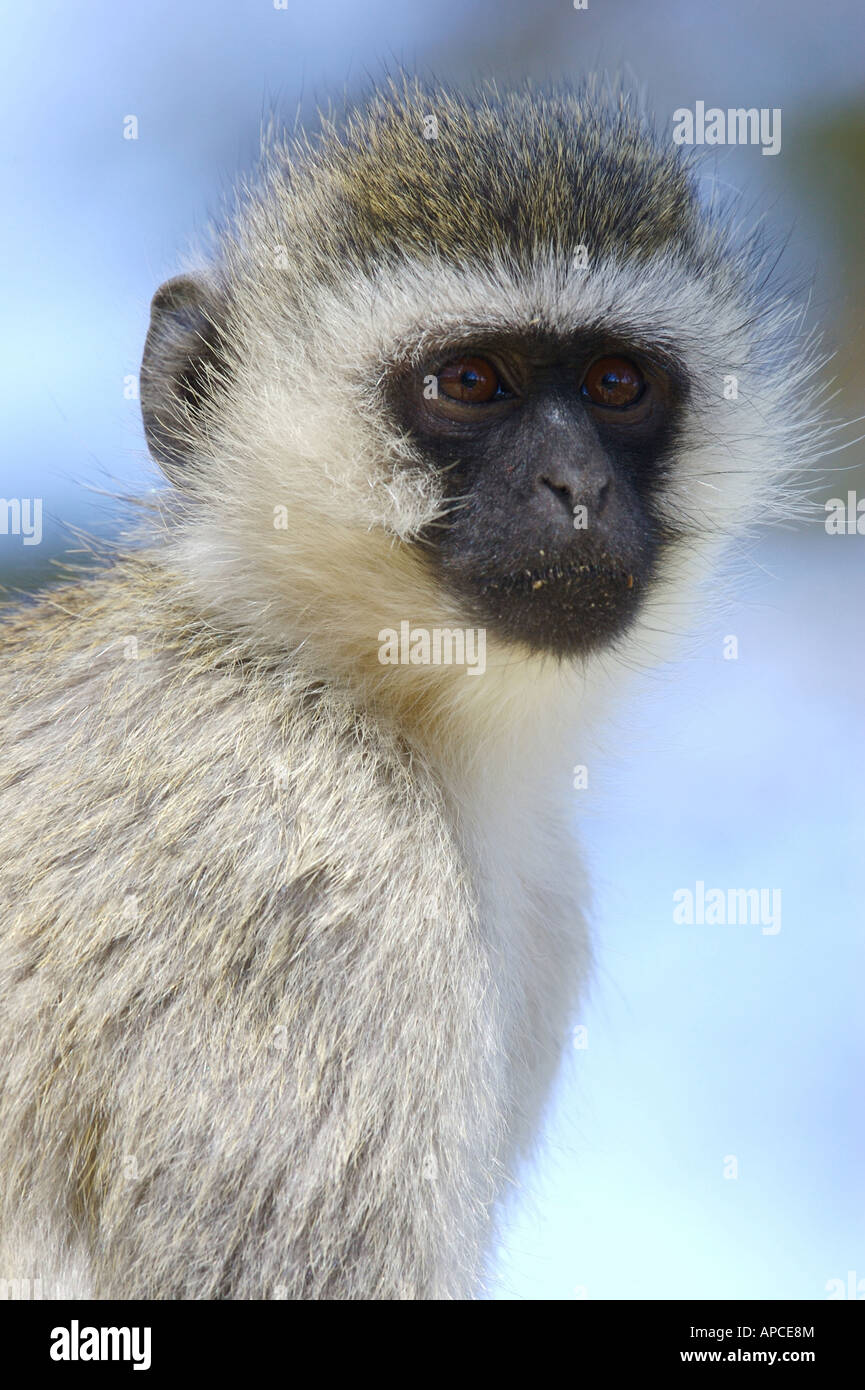 African Vervet Monkey Stock Photo - Alamy