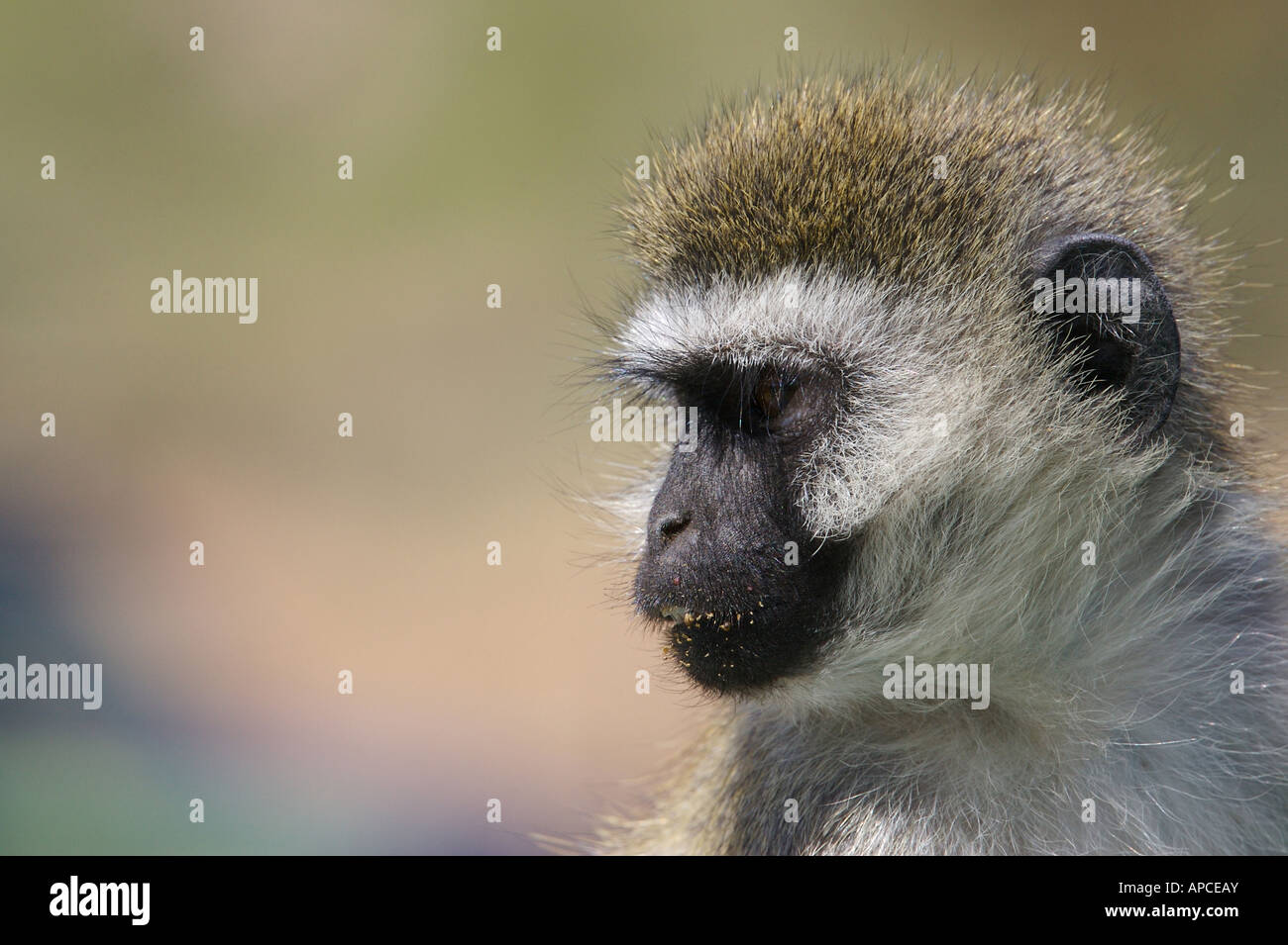 African Vervet Monkey Stock Photo - Alamy