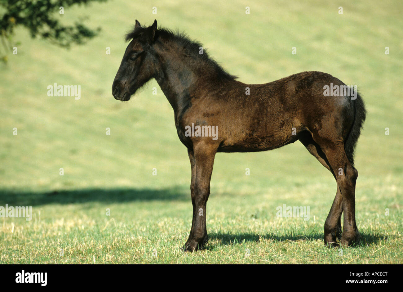 Dozing horse hi-res stock photography and images - Alamy