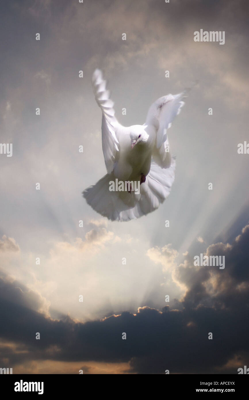 White dove hi-res stock photography and images - Alamy