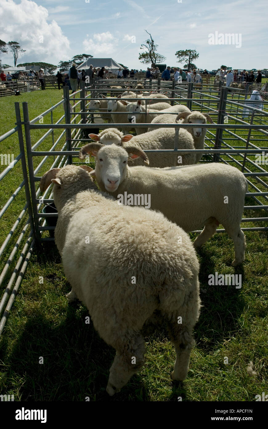 Sheep in pens at agricultural show Stock Photo - Alamy