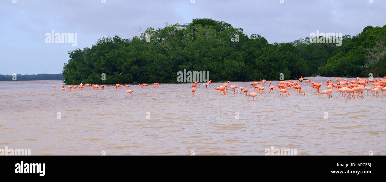 American Flamingo Colony, The Celestun wildlife refuge, Yucatan, Mexico ...