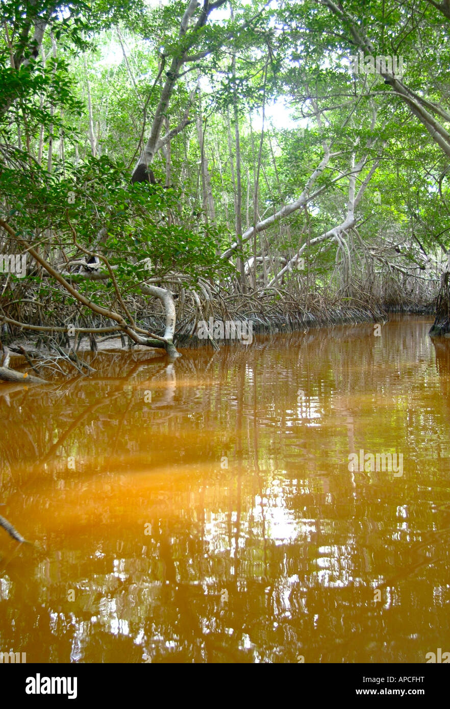 Mangrove forest, Celestun, Yucatan, Mexico Stock Photo - Alamy