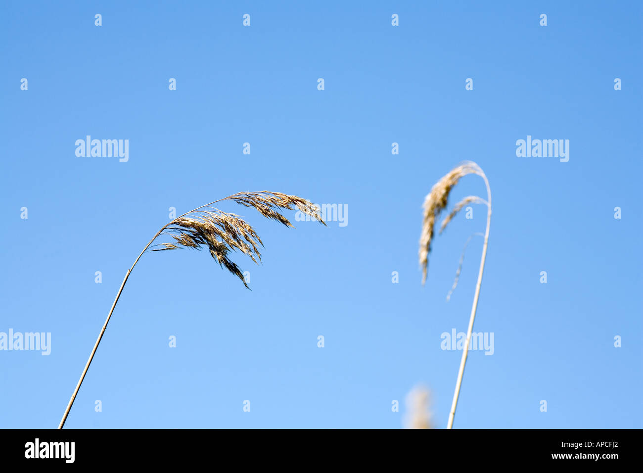 Common reed Phragmites communis plant wild wetland plant grow grows ...