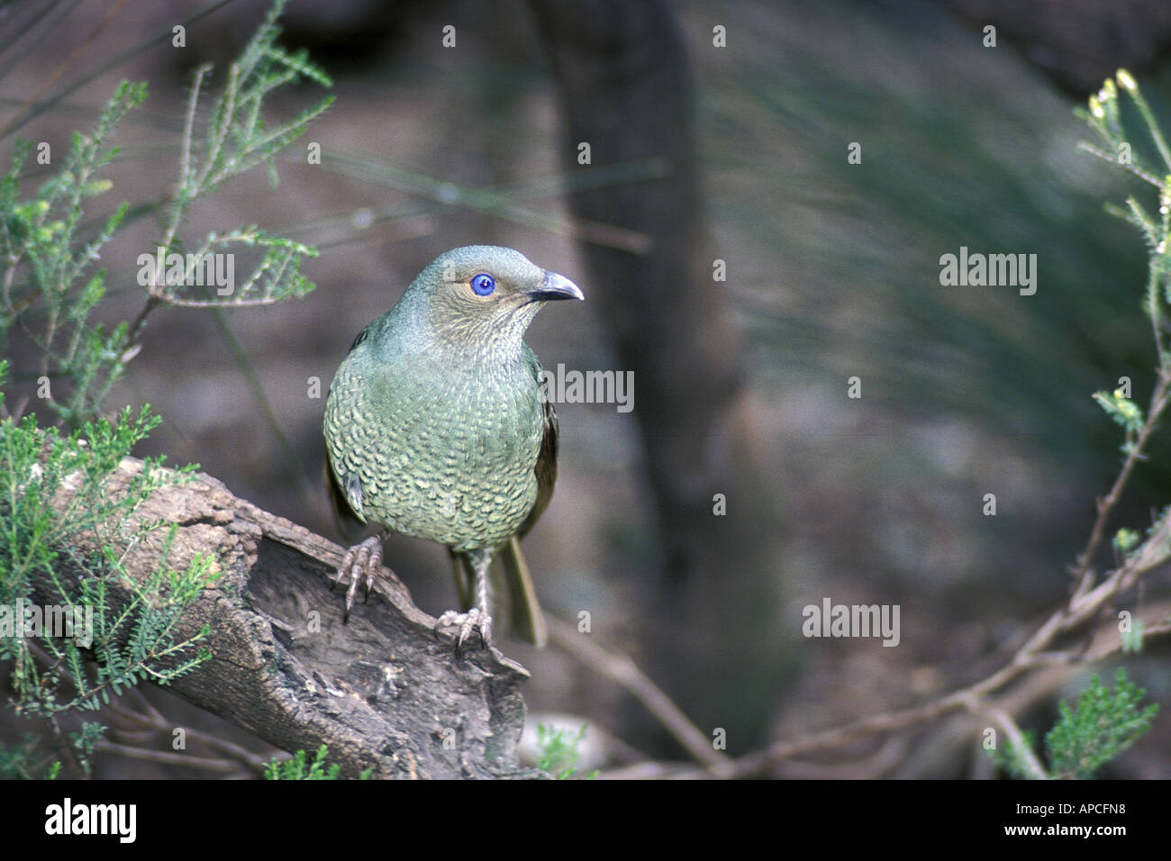 Satin Bowerbird Ptilonorhynchus violaceus female Stock Photo - Alamy
