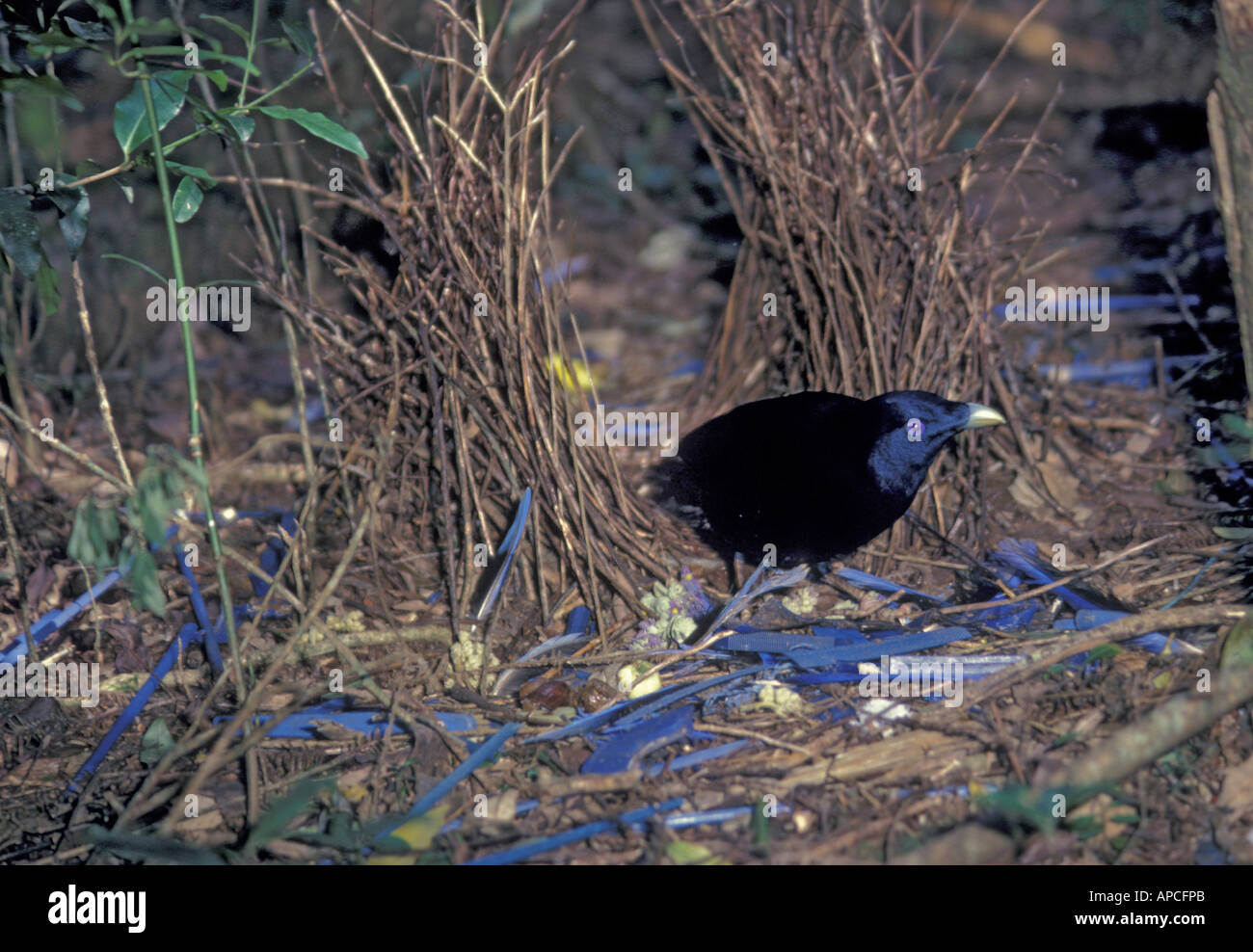 Male at bower hi-res stock photography and images - Alamy